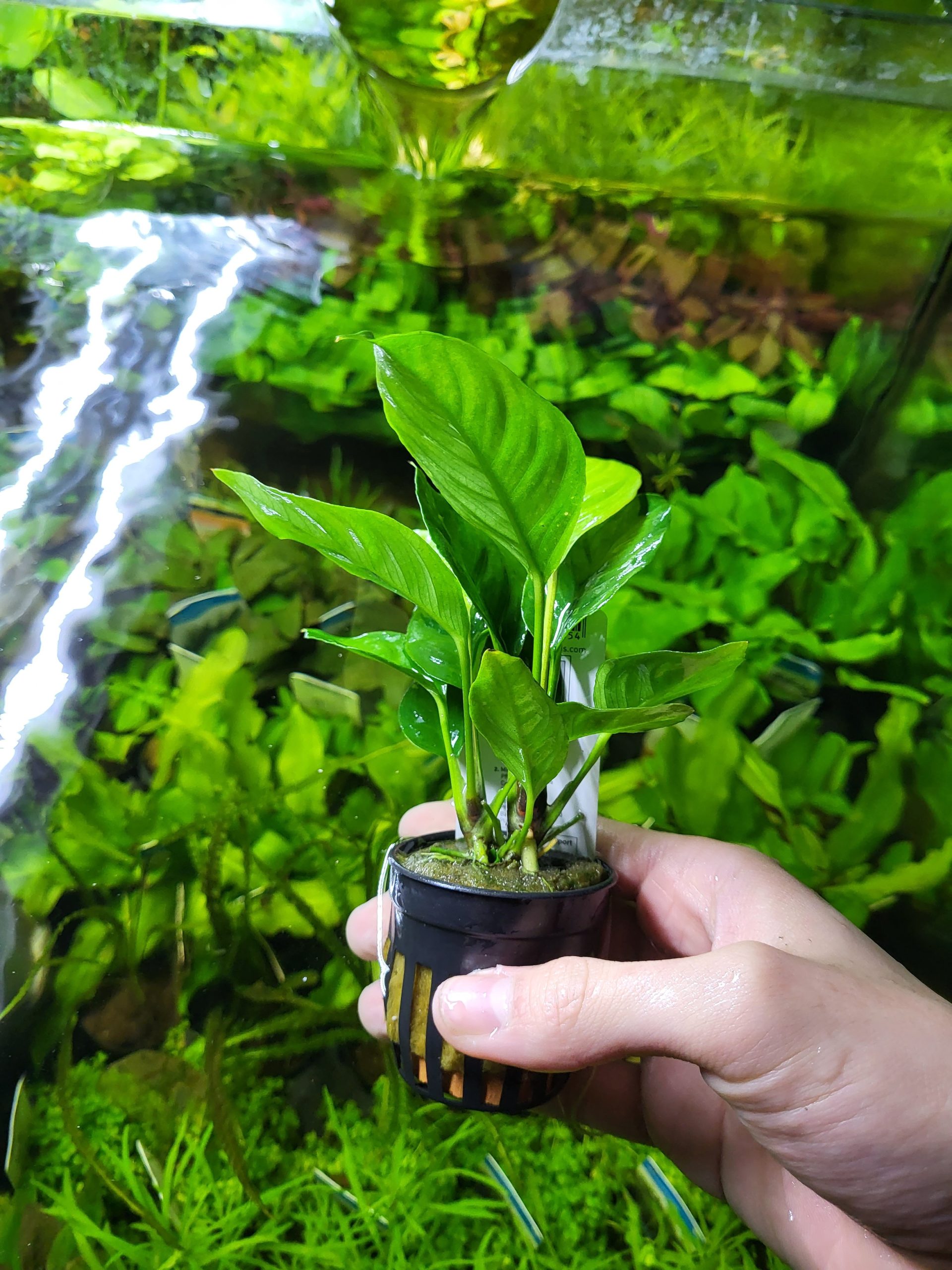 Anubias heterophylla